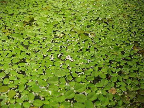 Salvinia Auriculata Para Estanques O Acuarios Fotos