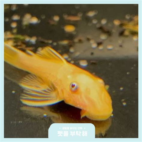 이끼먹는 물고기 안시 네이버 블로그