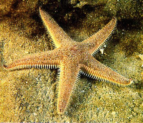 Phylum Echinodermata Animal Kingdom