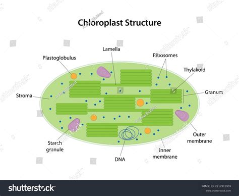 Plastids Diagram Labeled