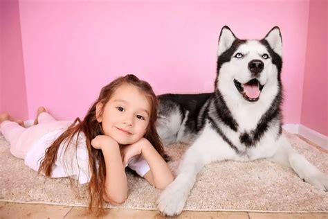Are Huskies Bad Around Babies