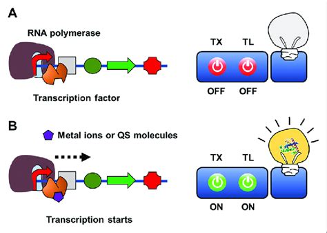 Cell Free Expression Biosensor Employing A Transcription Sensor As A