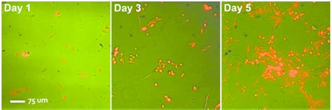 mdamb231 cells are unaffected by passage through the dld array time