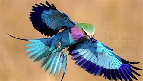Lilac Breasted Roller In Uganda “coracias Caudatus” Uganda Birding