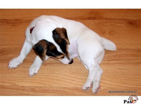 Oglasi Prodaja Džek Rasel Terijer Pas Moj Prijatelj Sve O Psima
