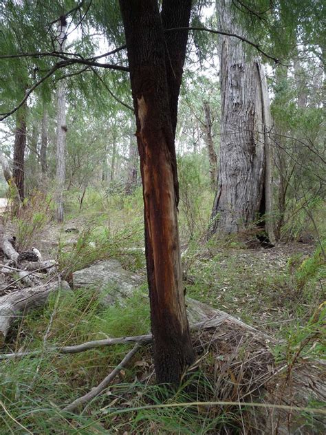 Sambar Browse Plants Wild Cherry Australian Deer Association