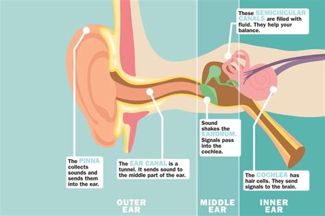 Parts Of The Ear And Functions Bbc Bitesize