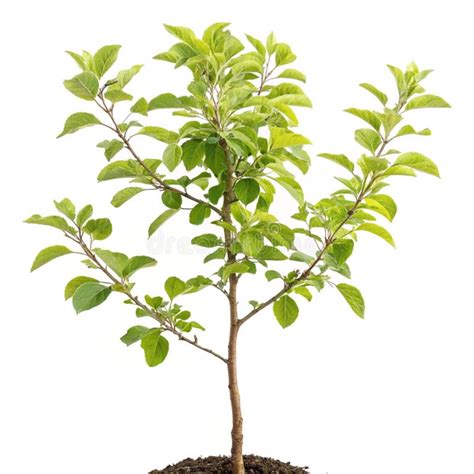 Green Sapling Of Apple Tree Stock Illustration Illustration Of Green