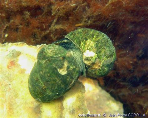 Littorina Littorea Doris