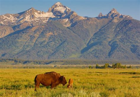 Sunrise Photography Spots In Grand Teton National Park Photojeepers