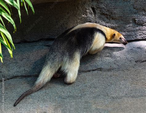 Northern Tamandua Tamandua Mexicana It Is Distributed In Central
