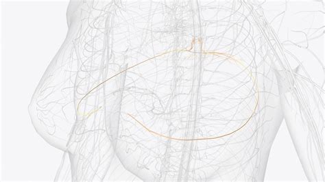 Premium Photo The Spinal Nerves Spring From The Medulla Spinalis And