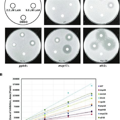 Spot Assays Ten Fold Serial Dilution Of Cultures Of The Indicated