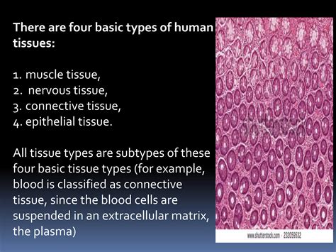 Intro To Histology Pptx