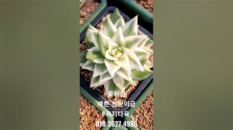 천만이금succulent 다육이 반려식물 Youtube