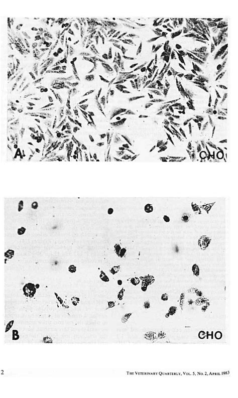 Control Cho Cell Culture A And Cytotoxic Action Of The Toxin Of E