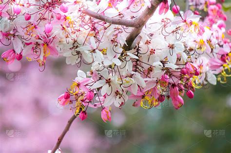 可爱的花决明子或粉红色淋浴树