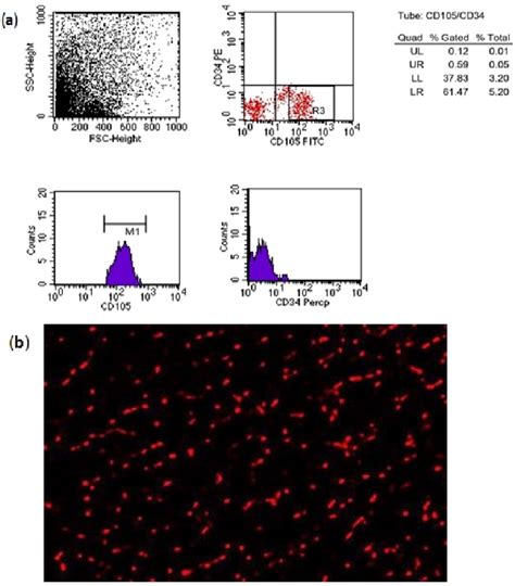 A Flow Cytometry Chart Showing Positive Mscs For Cd105 And Negative Download Scientific