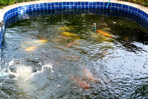 Why Your Koi Pond Needs Special Filtration Wl Association