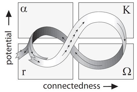 2 2 D Representation Of The Adaptive Cycle With Axes Of Potential And Download Scientific