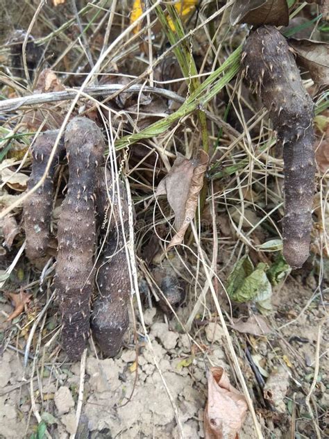 Yam Root stock photo. Image of garden, grow, agro, nourishing - 17058190
