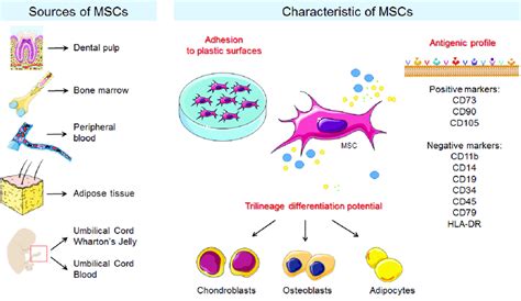 Main Sources Of MSCs And Characteristics Of MSCs According To Specific Download Scientific