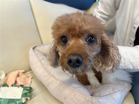 푸들 보리 래브라도리트리버입양 닥스훈트입양 도베르만입양 말티치입양 말티폼입양 빠삐용입양 사모예드입양 스피츠입양 시바견입양 시베리안허스키입양 시츄입양 요크셔테리어입양 웰시코기