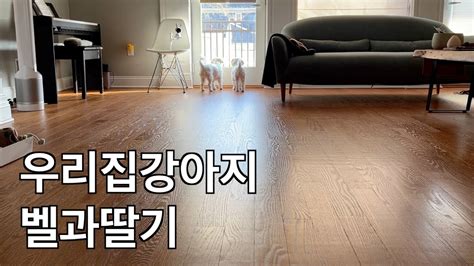 우리집 강아지는~ 벨과 딸기의 일상 브이로그 Youtube