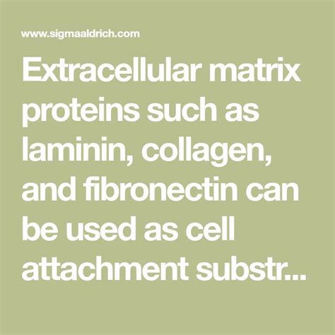 Extracellular Matrix Proteins Such As Laminin Collagen And Fibronectin Can Be Used As Cell