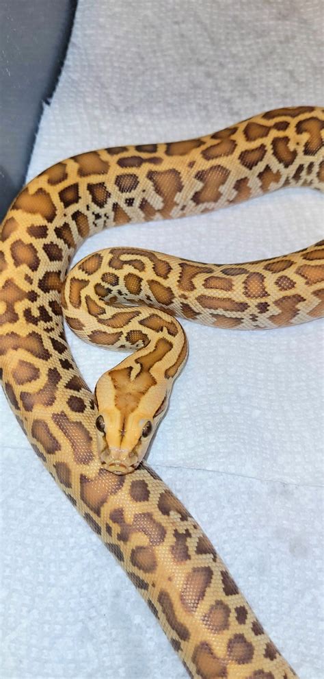 Gc Caramel 100 Het Green Granite 50 Het Pied Burmese Python By Andrew Campbell Reptiles Gc Caramel 100 Het Green Granite 50 Het Pied Burmese Python By Andrew Campbell Reptiles