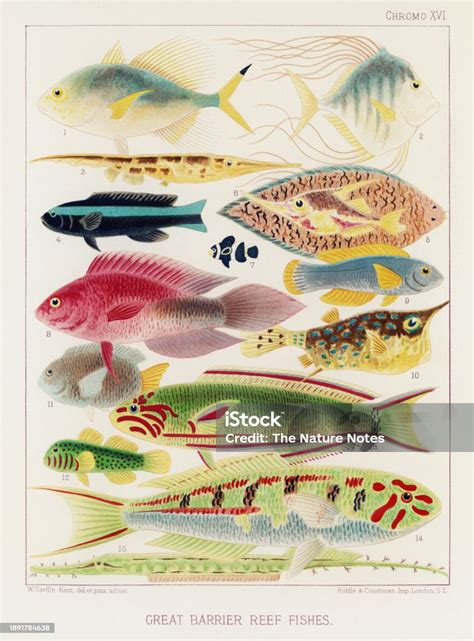 Vetores De Ilustração Antiga Da Vida Marinha Peixes Coloridos De Um Recife De Coral Bookplate E