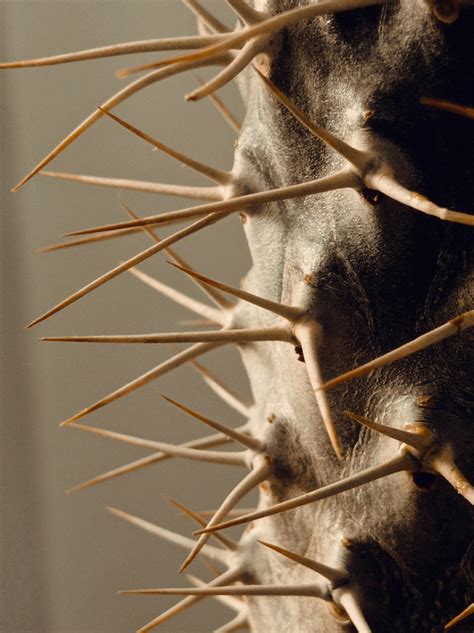 15784 Fotos Y Imágenes De Vídeosssolivianitasibm Gratis · Banco