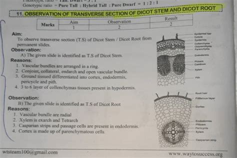 Observation Of Transverse Section Of Dicot Stem And Dicot Root Multirow{