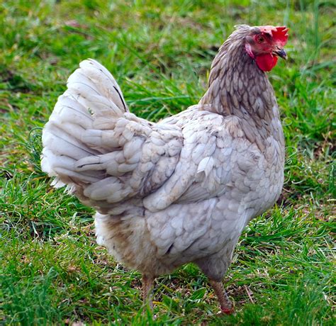 7000 Free Chicken And Chicken Wings Photos Pixabay