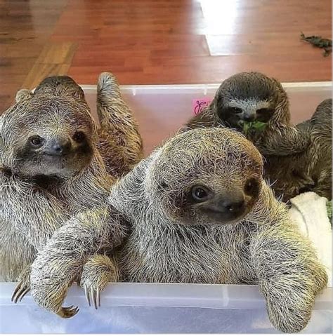 Nubbles Stuffed Sloth By Aurora Artofit