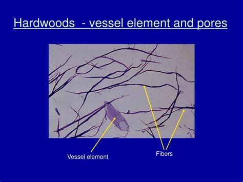 Ppt Hardwood Anatomy Powerpoint Presentation Free Download Id1442944