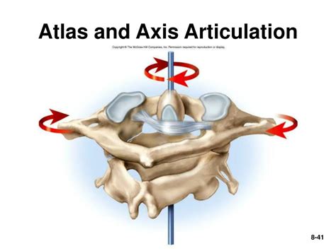 Ppt Chapter 8 Lecture Outline See Powerpoint Image Slides For All Figures And Tables Pre