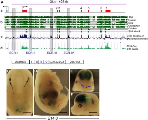 Evolutionarily Conserved Regions Within The Tgfb3 Gene Do Not Direct Download Scientific