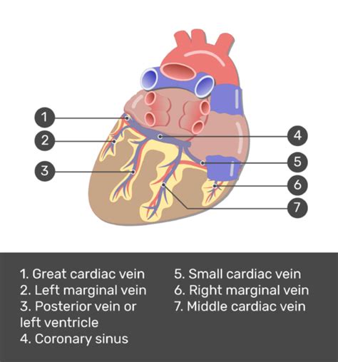 Coronary Sinus Opening Function Effects Of Coronary Sinus Occlusion