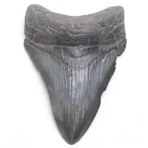 Megalodon Tooth Fossil In United States