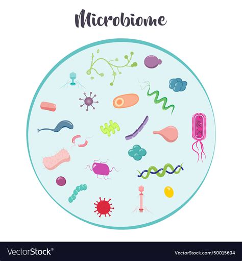 Microbiome Royalty Free Vector Image Vectorstock