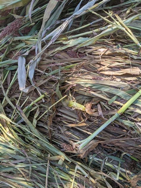 Makin Molasses Sorghum Syrup General Chat Red Power Magazine