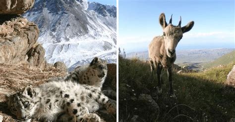 Snow Leopard In Kyrgyzstan Nature Reserve