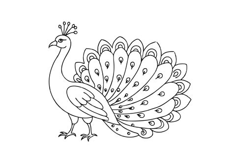 Premium Vector Peacock Sketch Hand Drawn In Engraving Style Vector