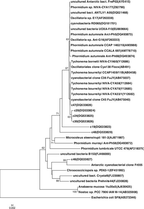 Rooted Phylogenetic Tree Showing Sequences With Highest Similarity From