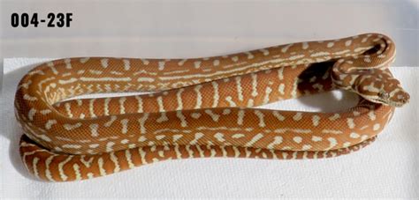 Hypo Bredli Centralian Carpet Python By Selective Morelia