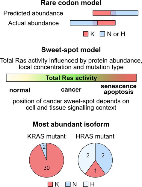 Rare Codons And The Ras Sweet Spot Model Our Data Are Not Consistent