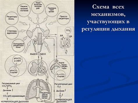 Дыхание Газообмен между альвеолами и кровью Транспорт газов кровью Регуляция дыхания