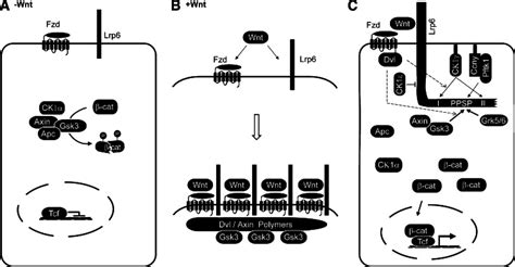 Regulation Of Lrp6 Phosphorylation Pmc