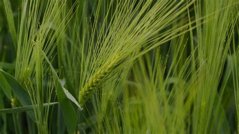 High Yield Wheat Variety गेहूं की अधिक उपज देने वाली टॉप 3 किस्में